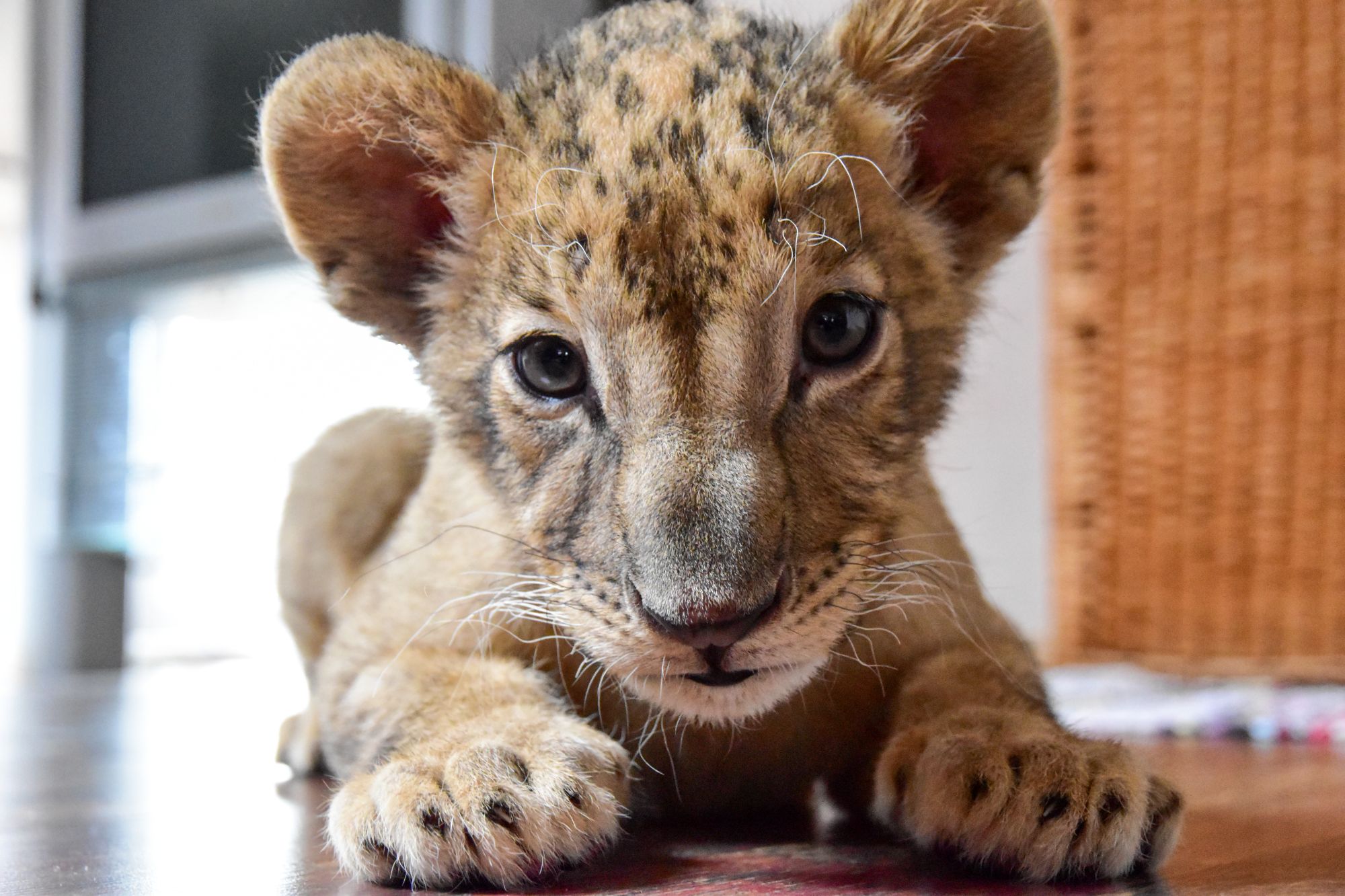 VIER PFOTEN_2017-11-13_058.jpg | FOUR PAWS